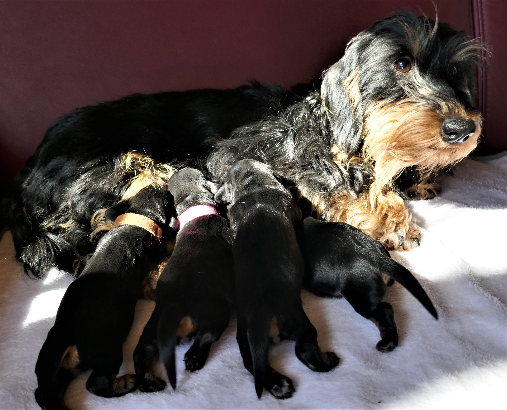 zwergrauhhaardackel-hammes.de - Startseite