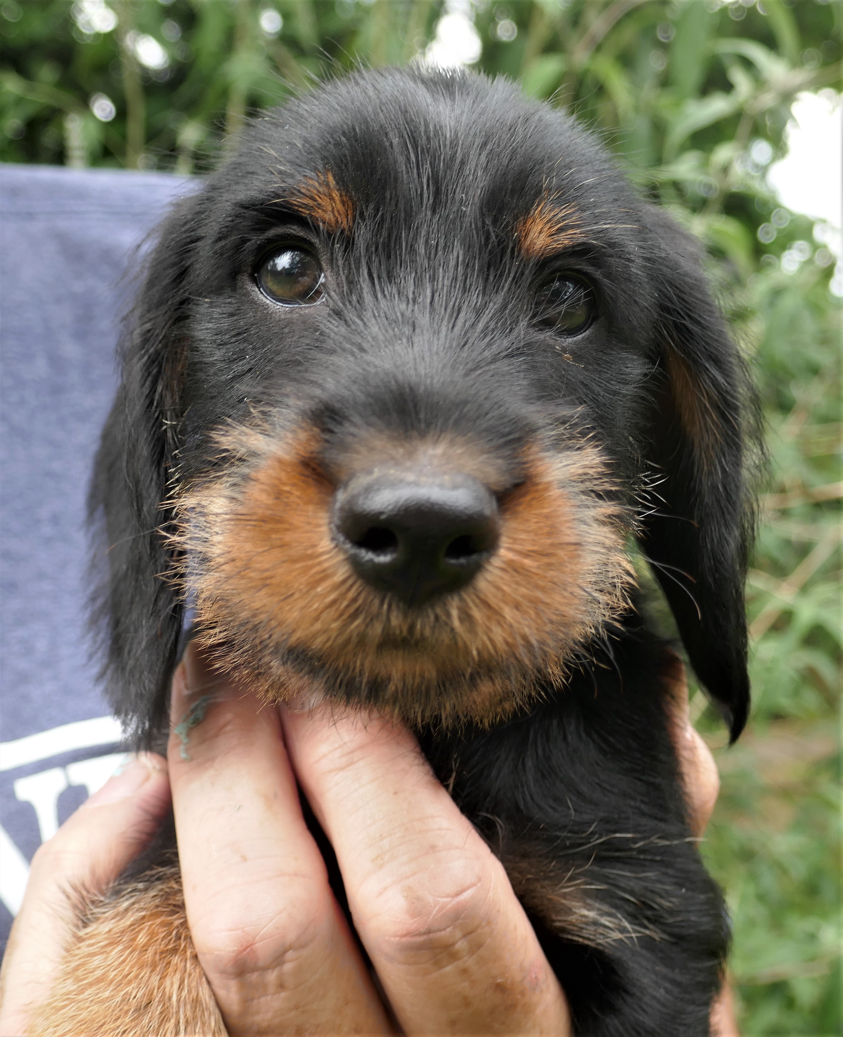 zwergrauhhaardackel-hammes.de - Startseite