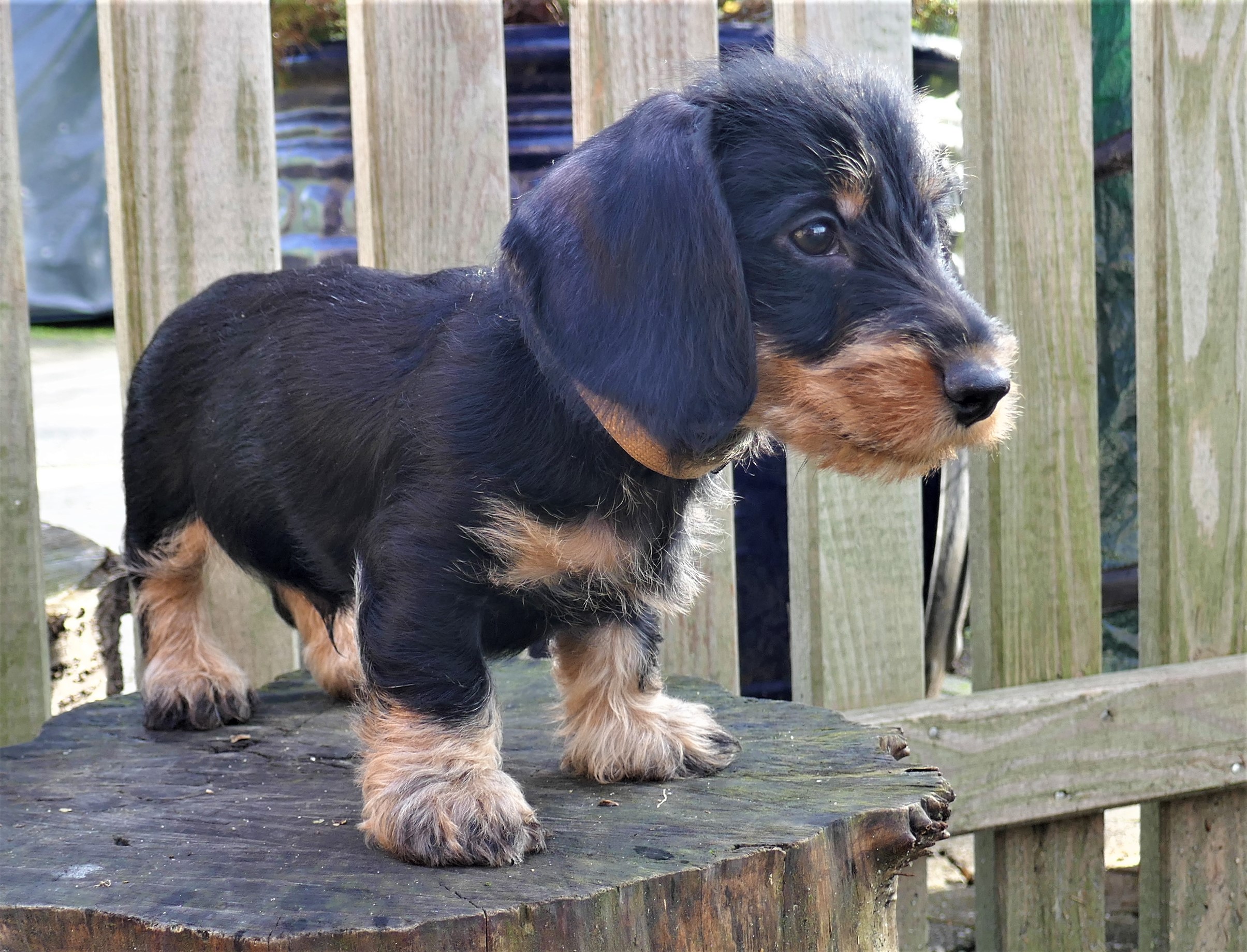 zwergrauhhaardackel-hammes.de - Startseite